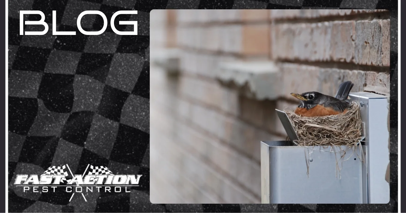 Humane Strategies to Prevent Nesting Around Homes
