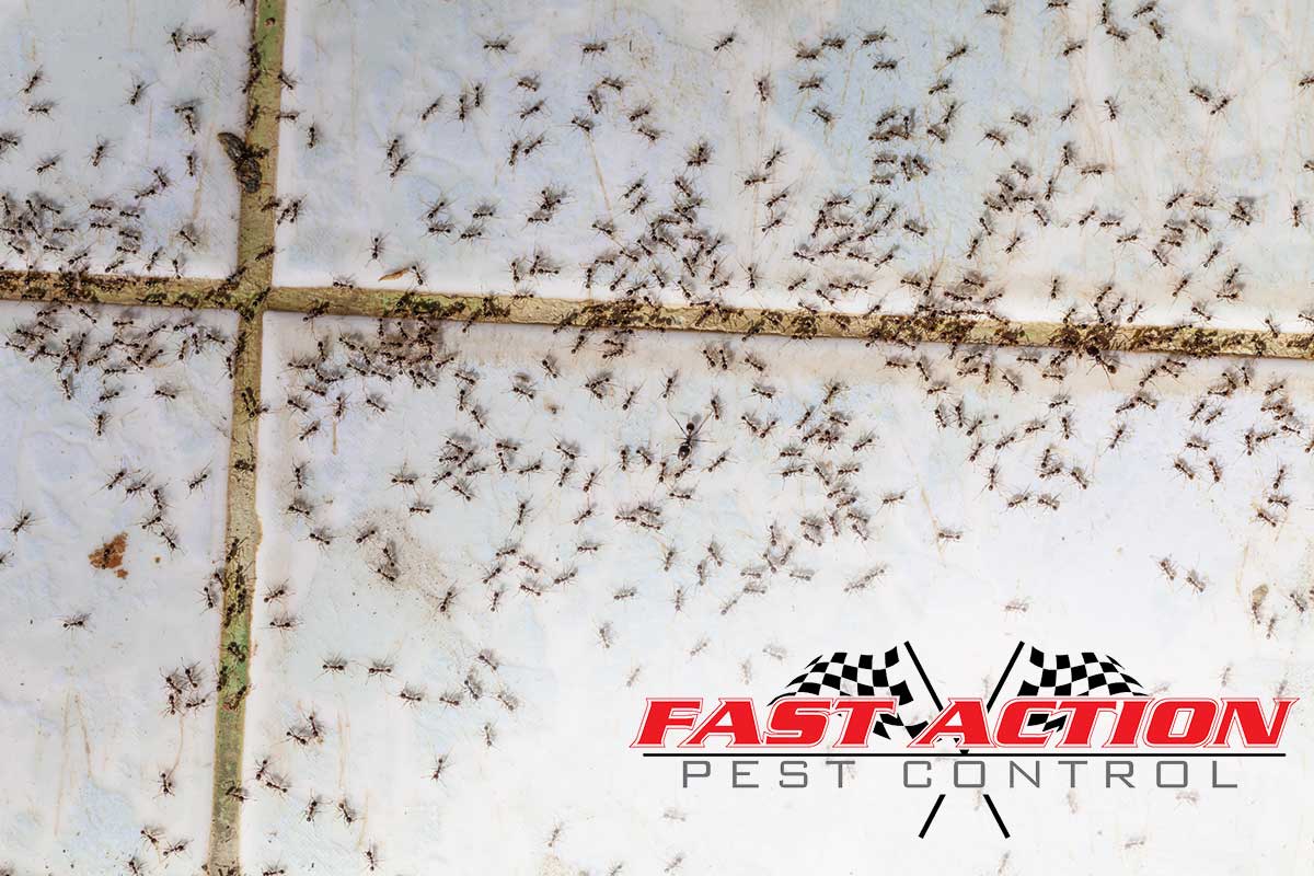 How to Spot Common House Pests