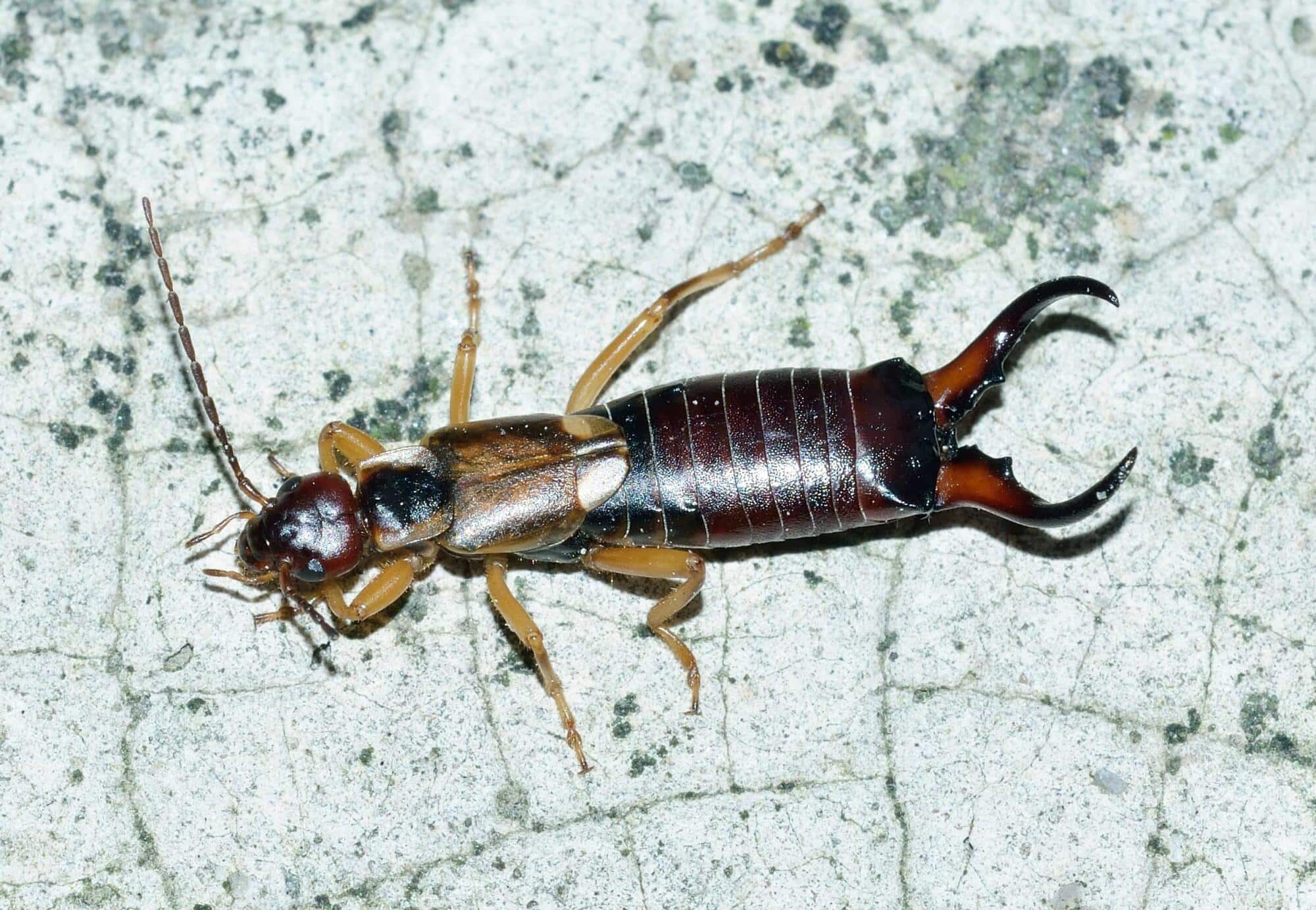 7 Signs of an Earwig Infestation You Should Never Ignore